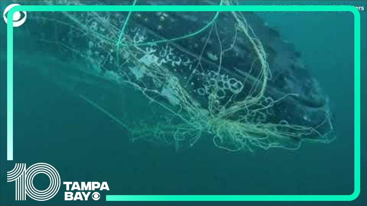 Rescuers free humpback whale stuck in net off coast of Australia - YouTube