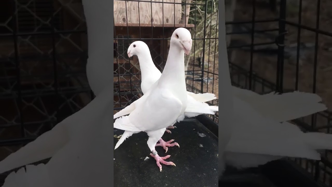 German Beauty Homers White pair Washington State - YouTube
