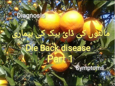 Die-back Disease in Oranges || Symptoms of Die-back || Diagnoses of Die ...