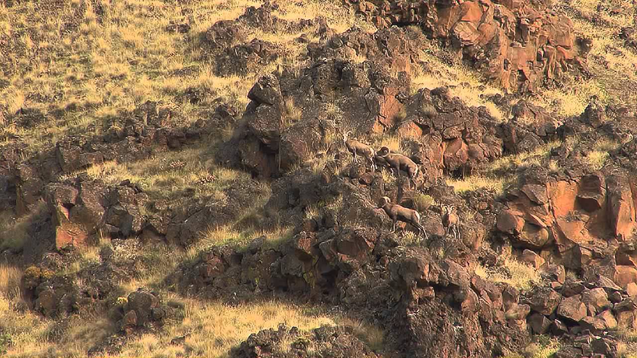 Oregon Big Horn Sheep Hunt - SOA - YouTube