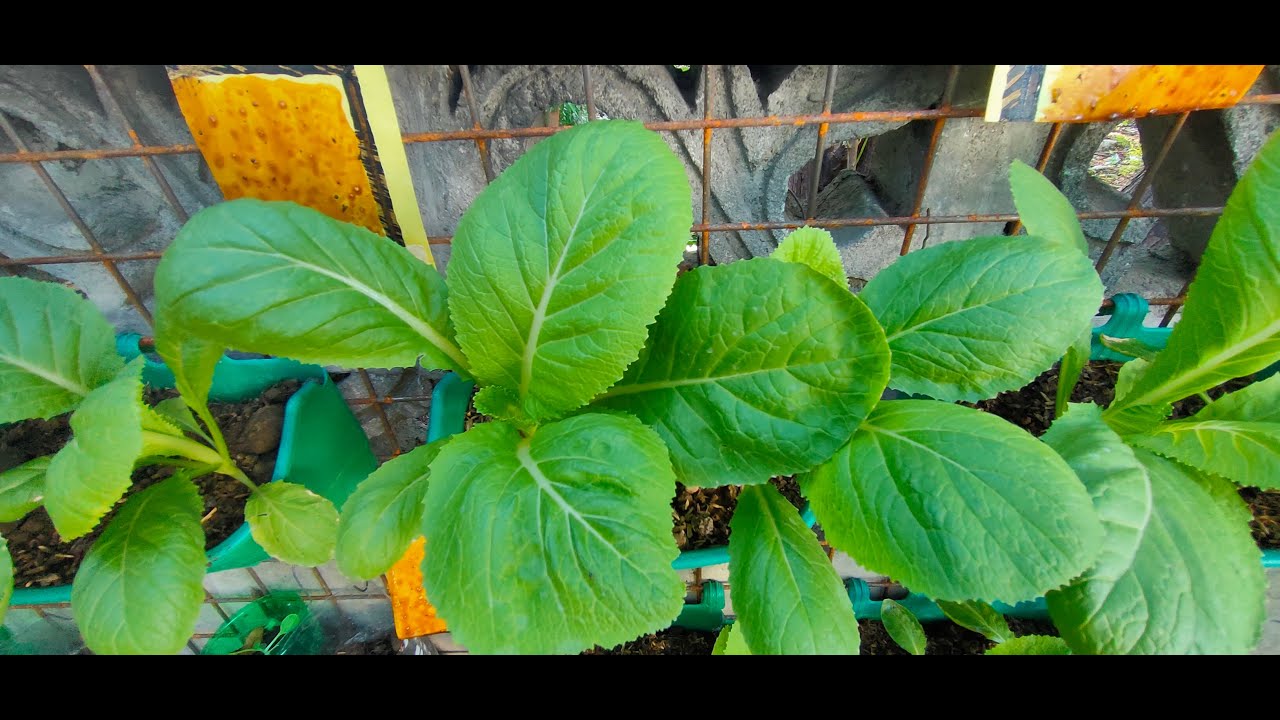 Simpleng Paraan sa Pagtatanim ng Mustasa sa container (Grow Mustard in ...