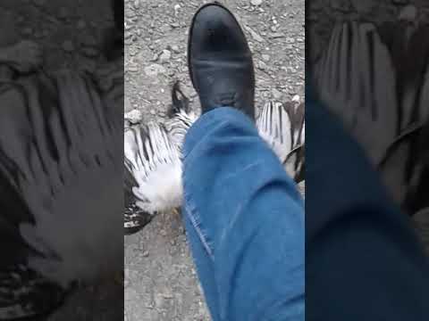 Mingecevirde usda Rovwenin doyuwgen ev quwu.