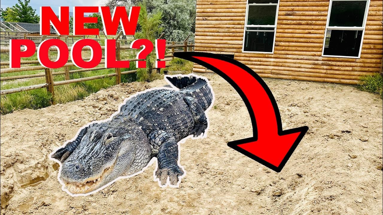 I Built An OUTDOOR POOL For My Alligators!!! - YouTube