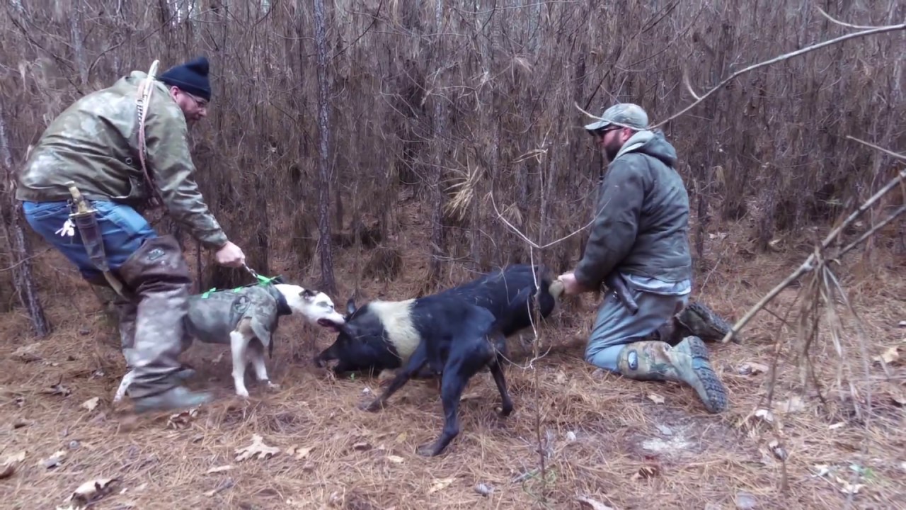 Hog hunting with the Honeys - YouTube