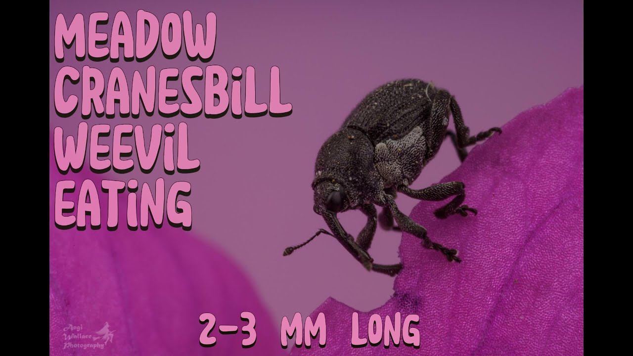 Meadow Cranesbill Weevil eating - YouTube