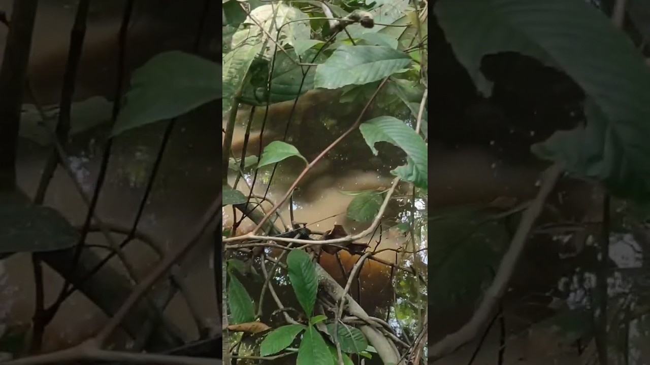 MARKAS IKAN KALUI/ GURAMI!! BERGERILYA UNTUK SPOT TERBAIK - YouTube