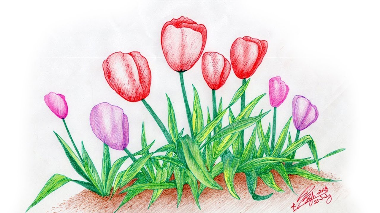 Tulip: How to draw tulip flower | Ballpoint pen drawing - YouTube