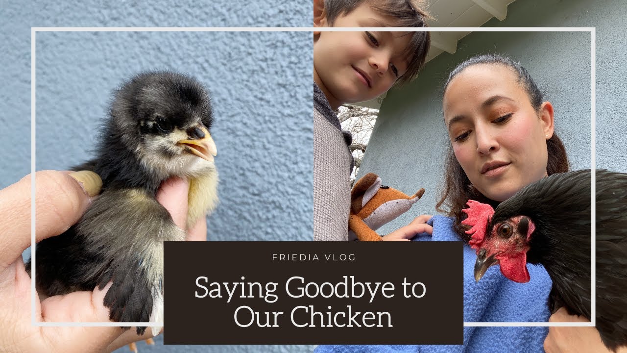 Saying Goodbye to Our Chicken, Yolko | Friedia - YouTube