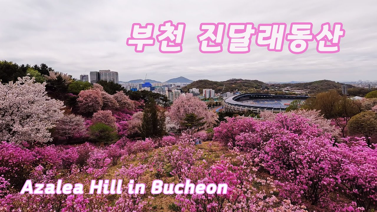 부천 진달래동산 / Azalea Hill in Bucheon / 부천 원미산 진달래 - YouTube