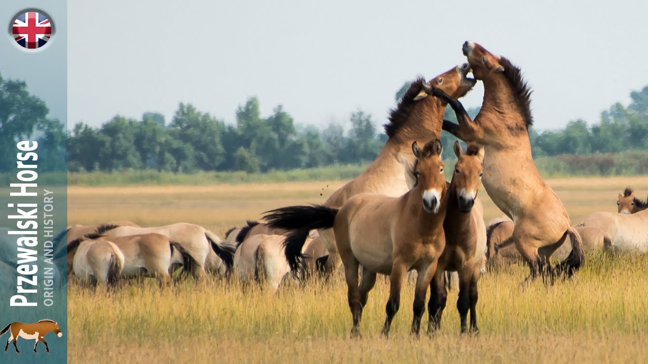 Przewalski Horse, one of the most primitive horses in the world, Origin ...