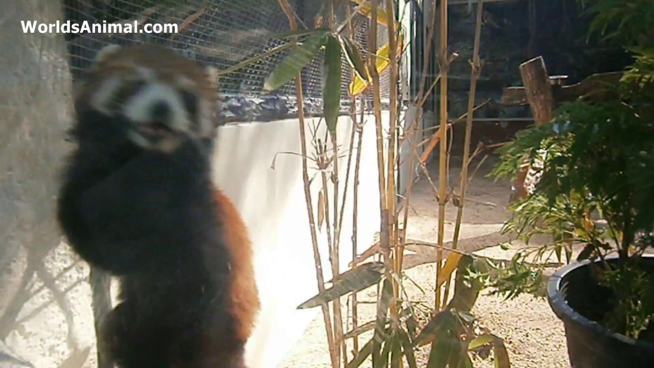 Red Panda Stress | Zoo Red Panda | Red Panda Videos 😥 - YouTube