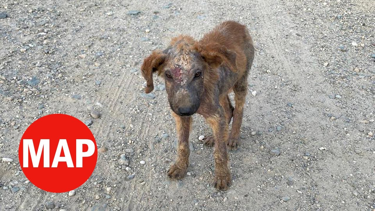 This poor little puppy looked so happy when we picked her from the ...