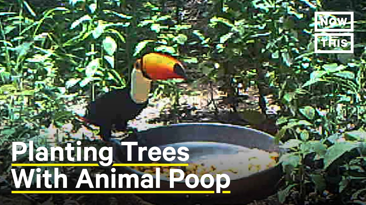 Researchers Want to Use Animal Poop to Speed Up Reforestation - YouTube