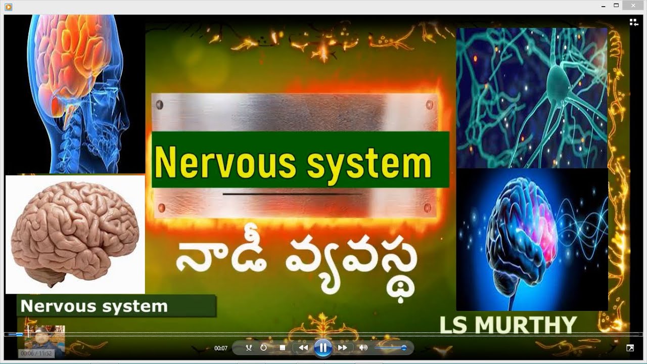 Nervous System 10th Class BIOLOGY Lesson - YouTube