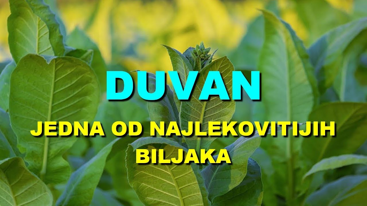 DUVAN - JEDNA Od NAJLEKOVITIJIH BILJAKA - YouTube