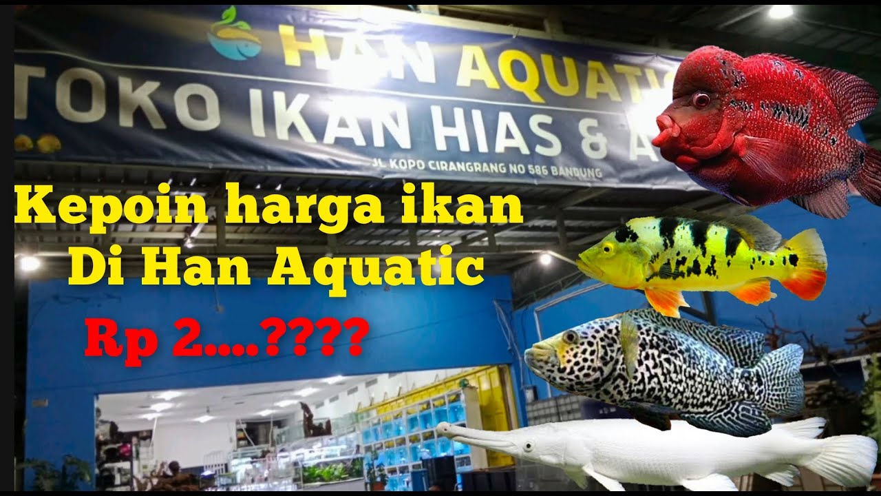 TERBARU HARGA IKAN HIAS DI HAN AQUATIC JL CIRANGRANG KOPO BANDUNG - YouTube