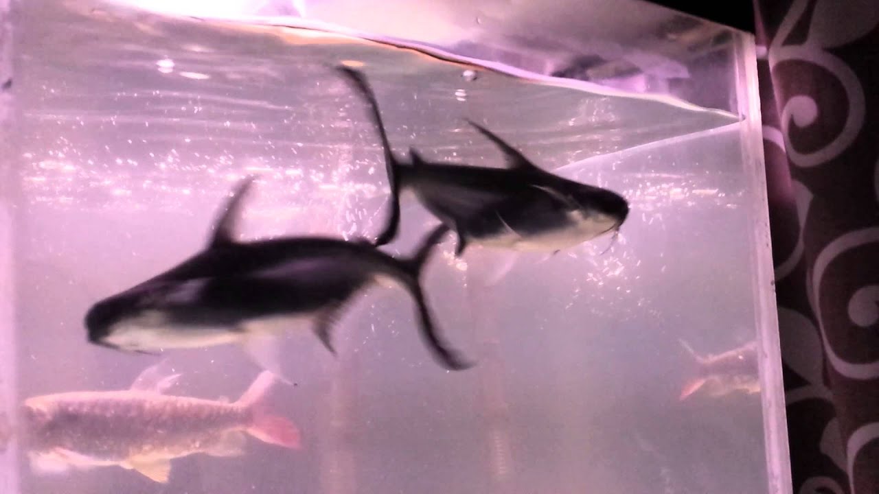 Tiburones Paroon - YouTube