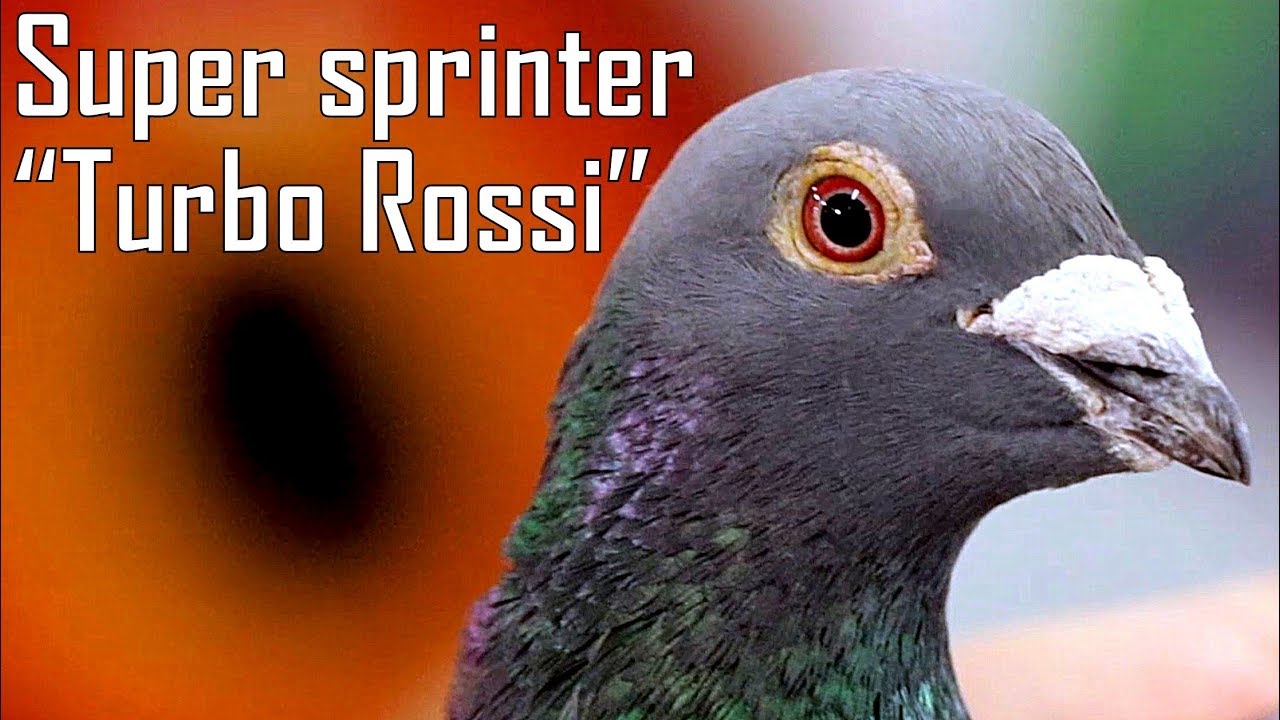 Presentation Super Sprint Pigeon Turbo Rossi - YouTube