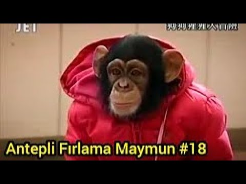 Maymun & Köpek serüveni (Antep Dublaj)