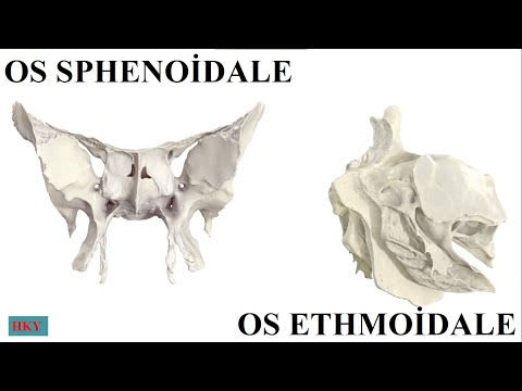 5- Neurocranium-2 (os sphenoidale - os ethmoidale) - YouTube
