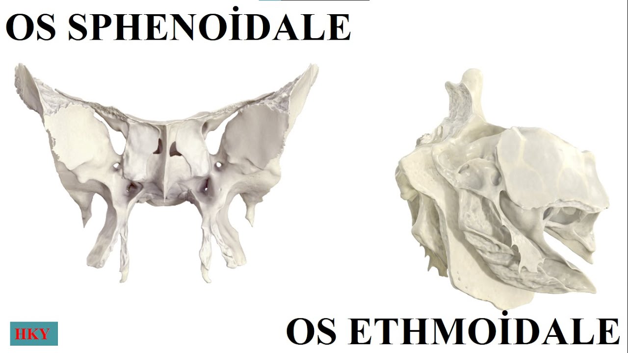 5- os sphenoidale - os ethmoidale - YouTube