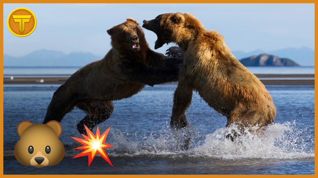 MAIORES BRIGAS DE URSO - YouTube