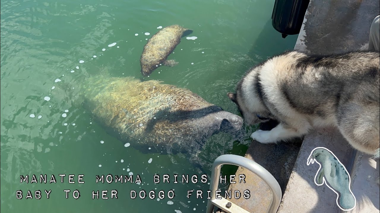 Manatee brings her baby to her dog friend | Unexpected animal ...