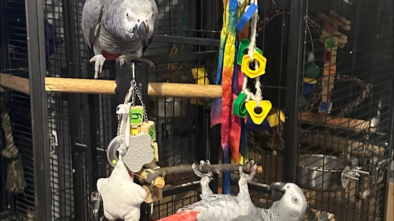 African grey speaking Thai and English Lulu 🦜🦜🦜 - YouTube