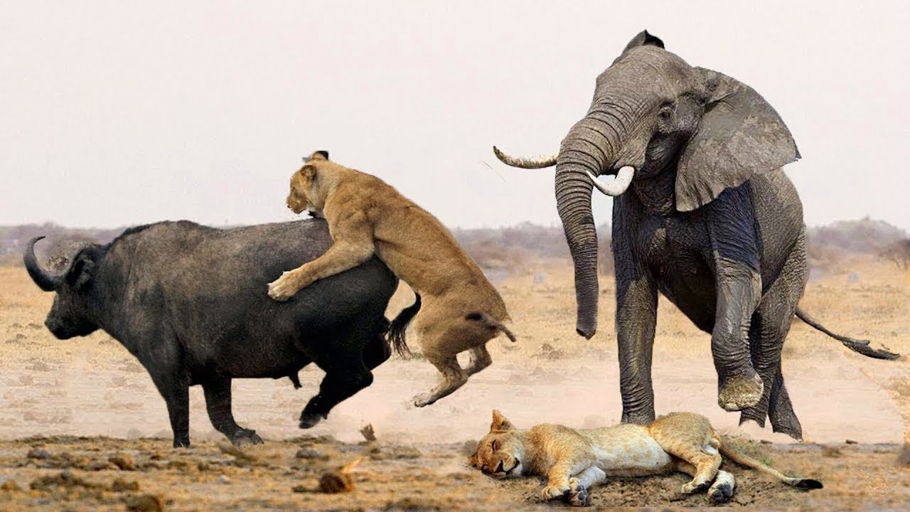 Brave Elephant Protect Poor Buffalo From Swarms Of Lions Ferocious Are ...