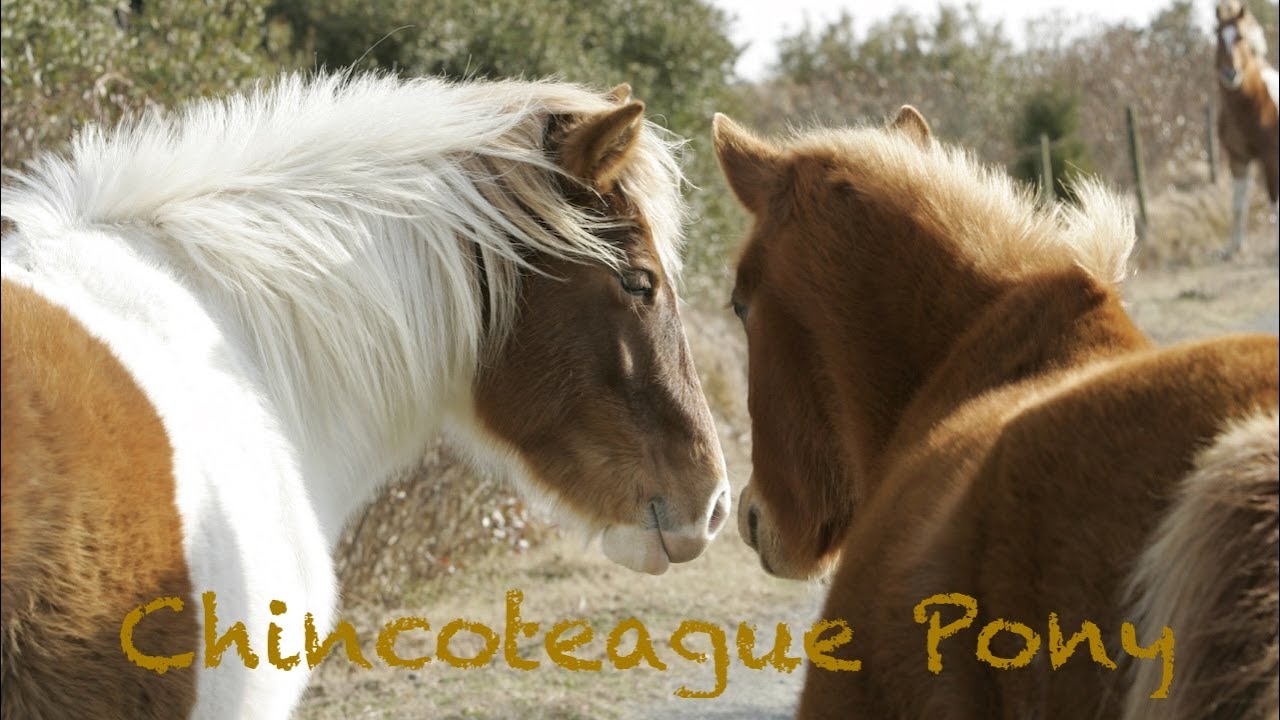 "Chincoteague Pony" performed by dhruva' - YouTube