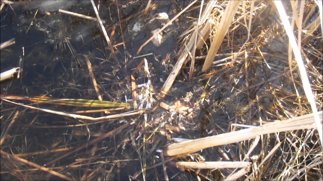 Muskrat Toilet and Feeding Pile - YouTube