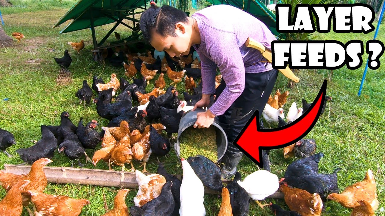 Feeds ba ang Nagpapaitlog sa Manok? - YouTube