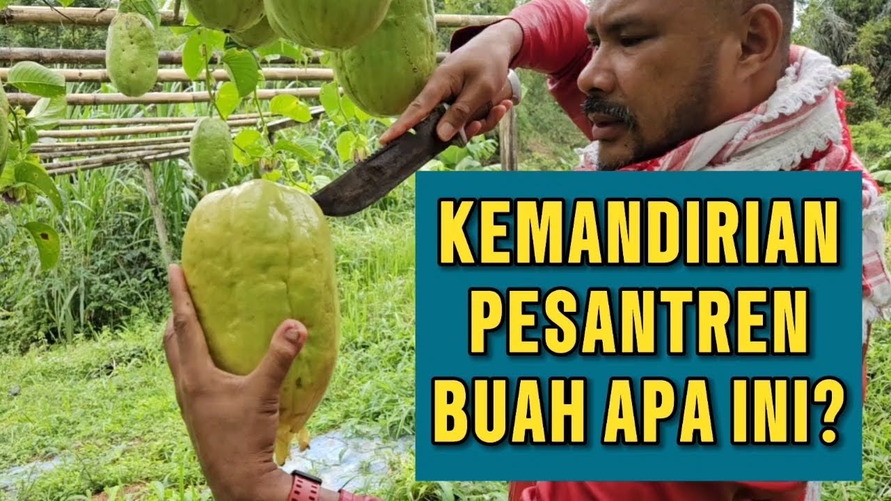 BUAH APA INI - YouTube