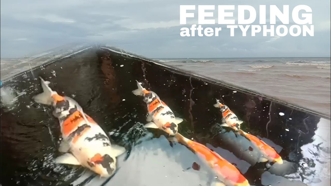 Fish Feeding | Fish Condition Feeding after Typhoon - YouTube