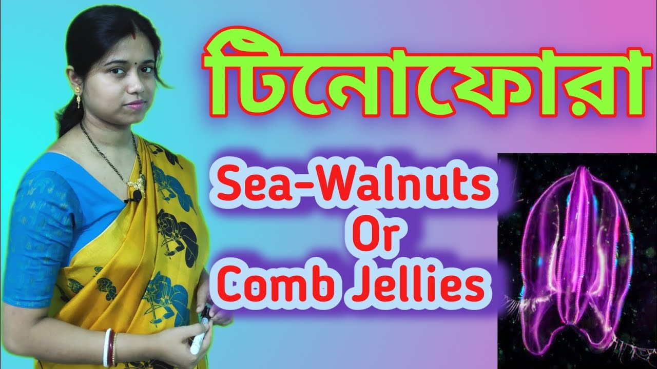 ctenophora phylum। ctenophora class 11। টিনোফোরা। comb plates। lasso ...
