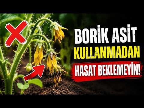 Borik asit kullanmadan hasat beklemeyin: Dökülen çiçeklere son
