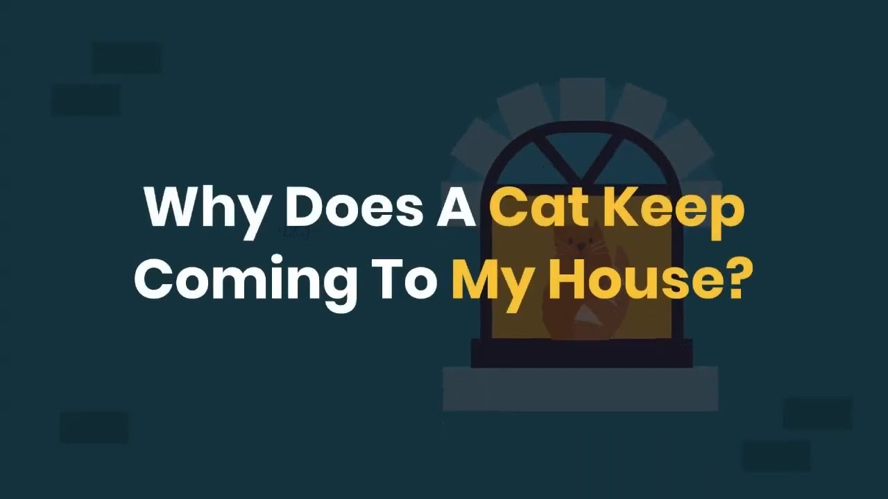Why Does A Cat Keep Coming To My House YouTube why-does-a-cat-keep-coming-to-my-house-youtube