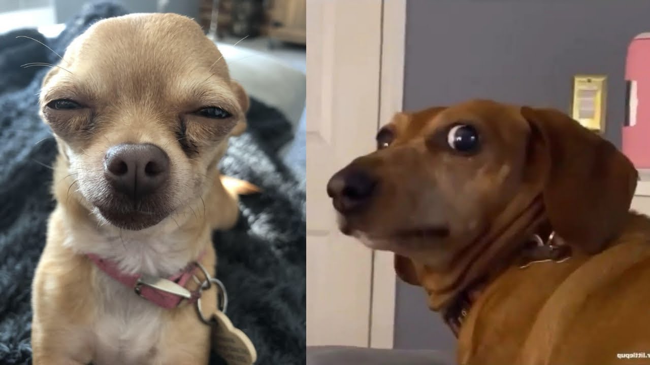 🐶 30 Minute 🤯🤣 FUNNY DOG FAILS & CUTE ANTICS! The BEST TikTok Moments ...