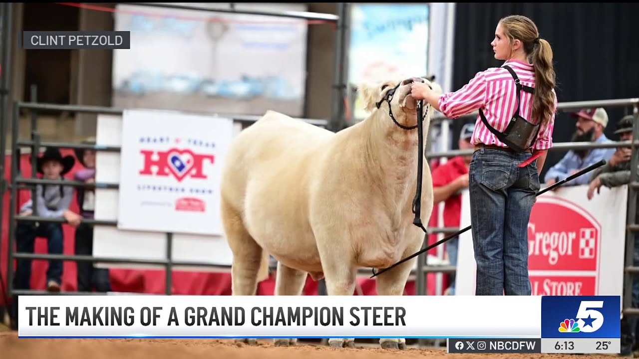 The making of a grand champion steer | NBCDFW - YouTube
