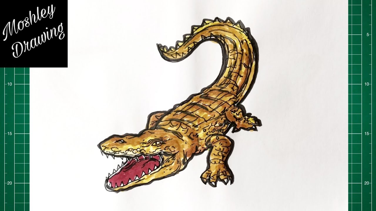 How to Draw an Alligator Step by Step - YouTube