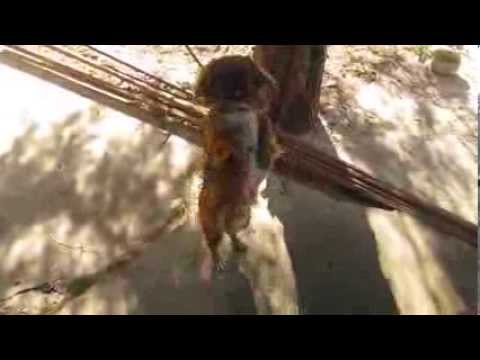 Дружелюбен пекинез (A friendly Pekingese)