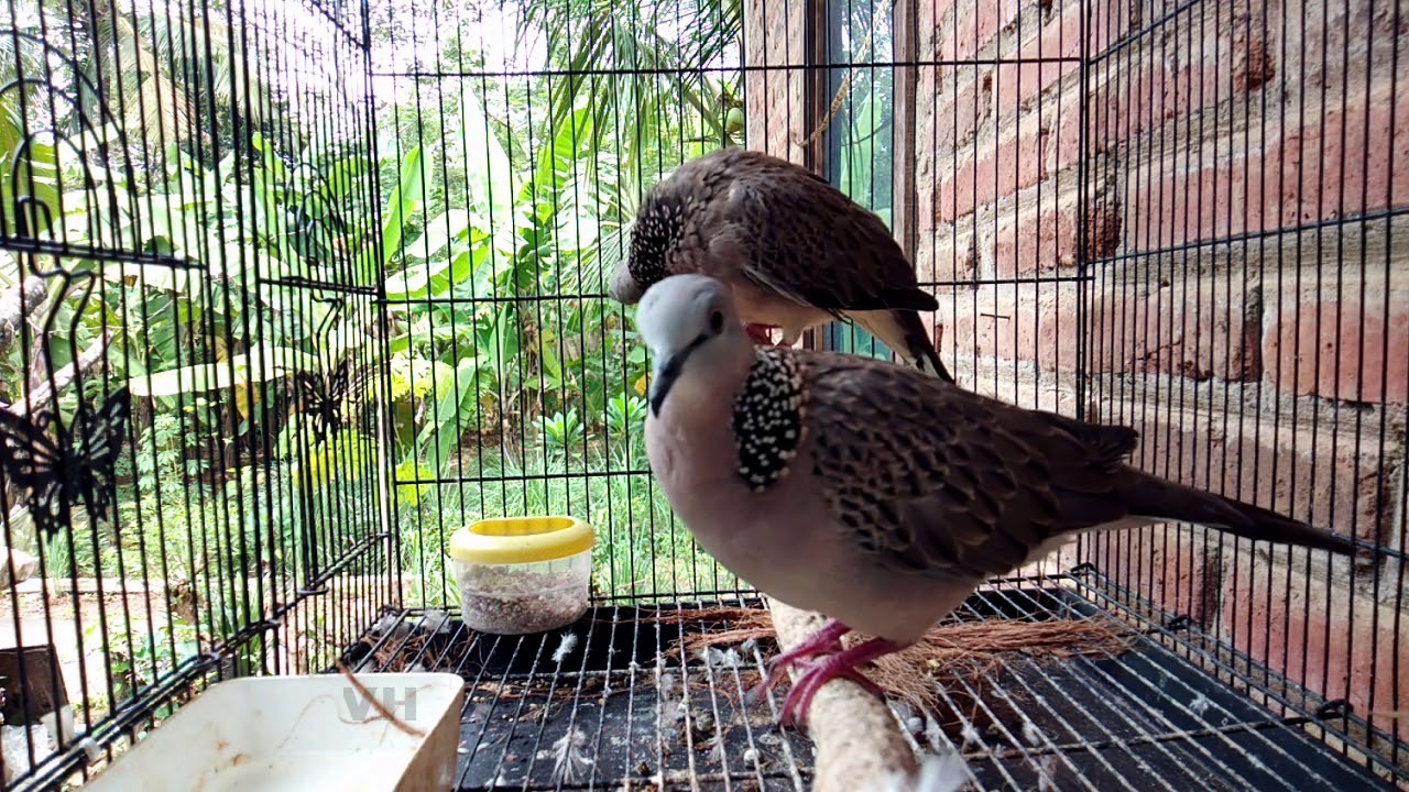 Belajar Ternak Burung Derkuku Tekukur Pemula // Sudah Jodoh Dan Kawin ...