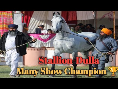 Stallion-Dulla|Owner-Deep Sanghan Ji||Grewal Stud Farm Haryana||मंजूके ...