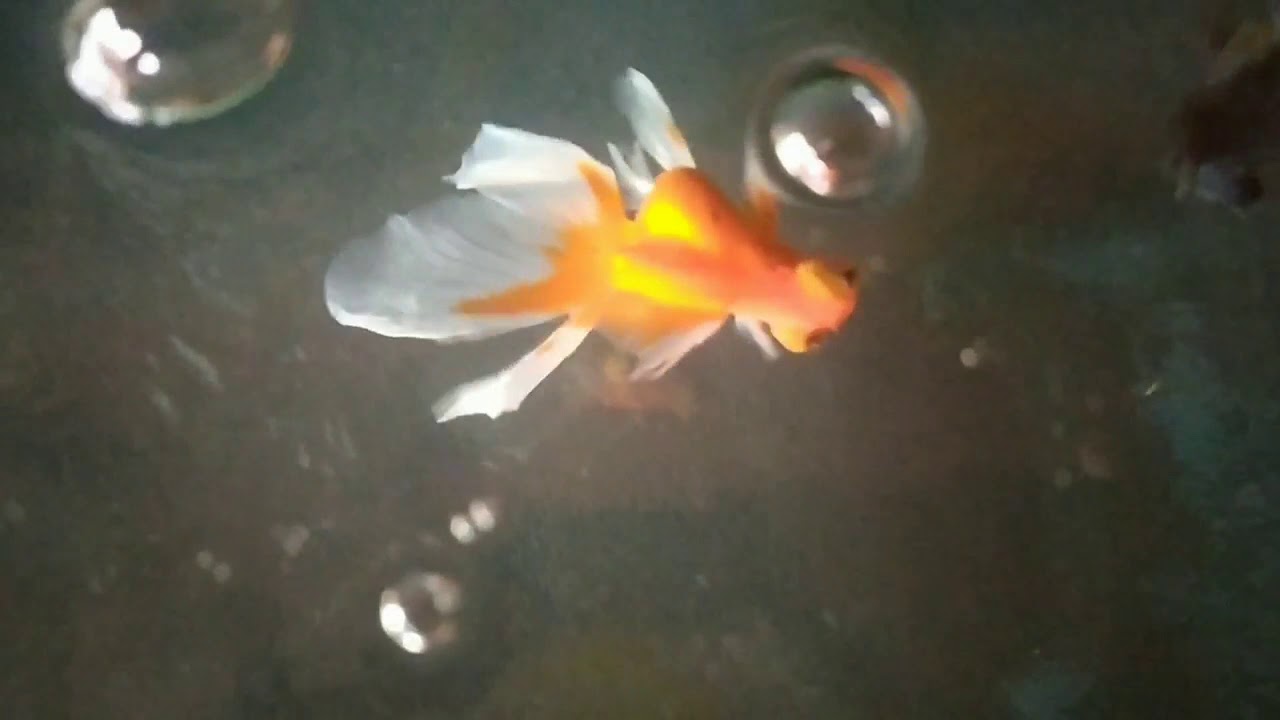 ikan mas koki Bali ( kobal) - YouTube