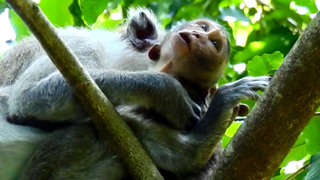 Let Me A Minute.. Jazzy Monkey Seizure Begging Daddy Joey Monkey ...