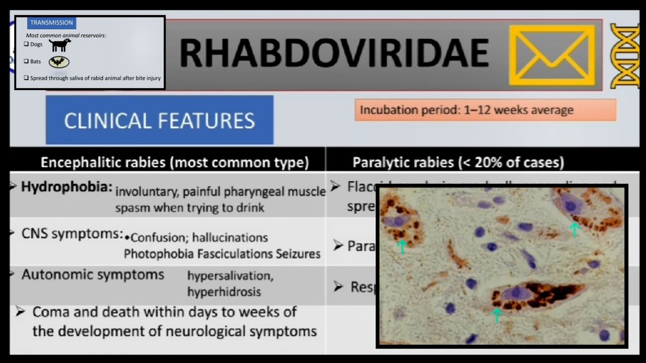 Rabies - cause, pathogenesis,clinical manifestations, diagnosis and ...