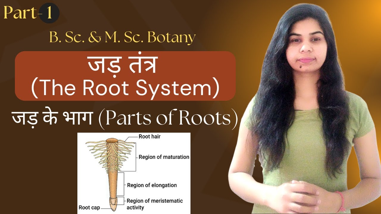जड़ तंत्र (THE ROOT SYSTEM) || जड़ के भाग (Parts of Roots) || B. Sc ...