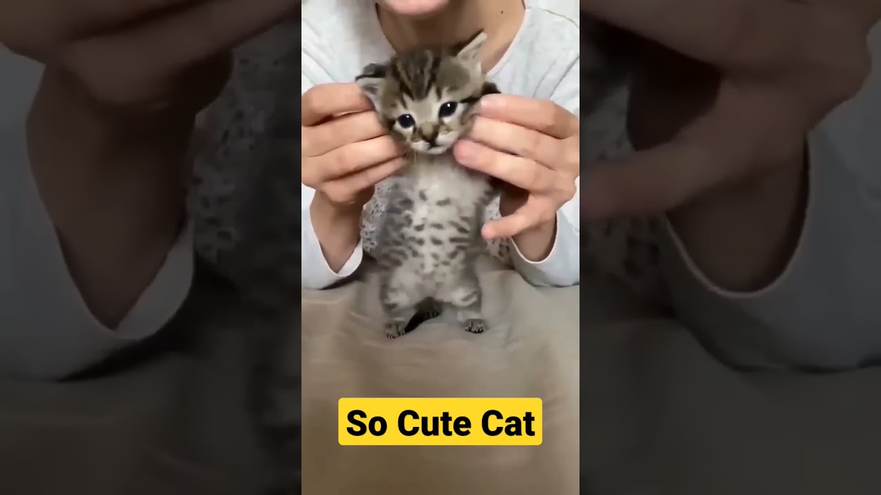 wow 😱😲😍 So Cute Cat 🐱🔥🔥⭐ #shorts #short #trending #amazing #cat # ...