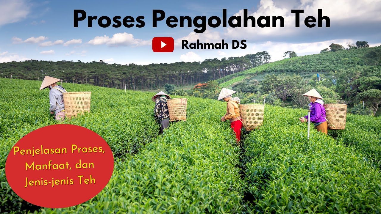 Proses Pengolahan Teh - YouTube