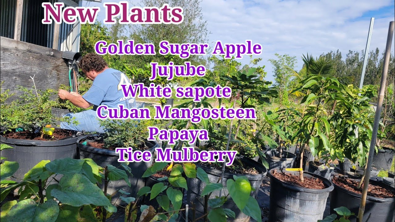 New Plants: Golden Sugar Apple, Jujube, White SAPOTE, Tice Mulberry ...